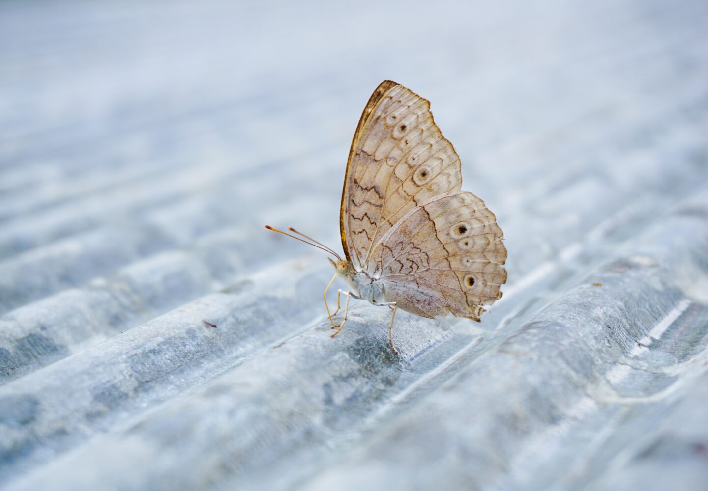 Cómo acabar con... - Orion
